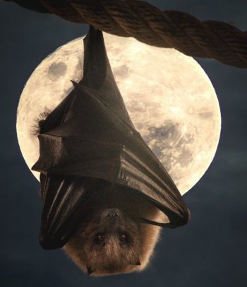 De Vleermuis - Uitjebewust.nl
